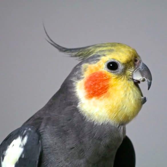 Do lovebirds talk? | All about lovebird talking - Psittacology