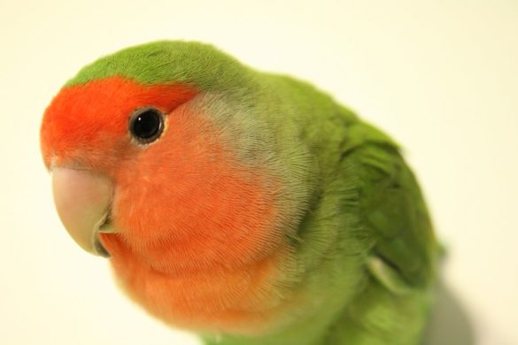 Do lovebirds talk? | All about lovebird talking - Psittacology