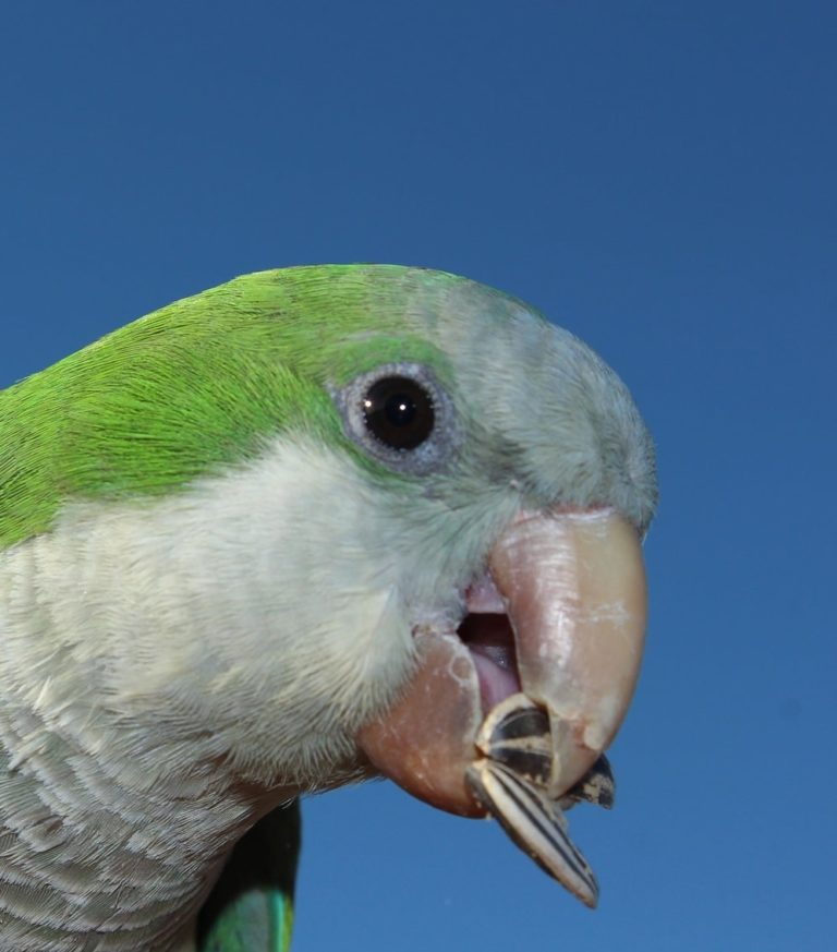 What Vegetables Can Parakeets Eat Psittacology