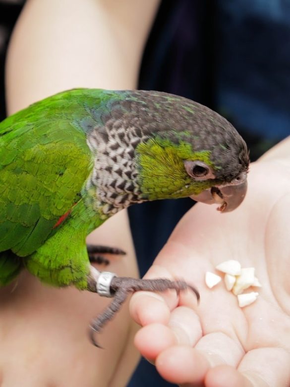 Types Of Conures | With Pictures! - Psittacology