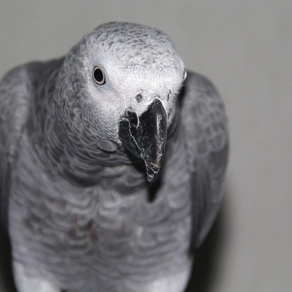 Quaker Parrot Profile | Monk Parakeet Care & Facts - Psittacology
