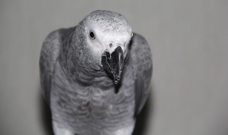 What is the lifespan of an African grey parrot? - Psittacology