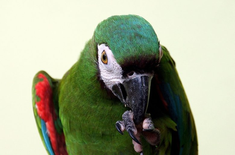 What parrots talk? All about talking parrots! - Psittacology
