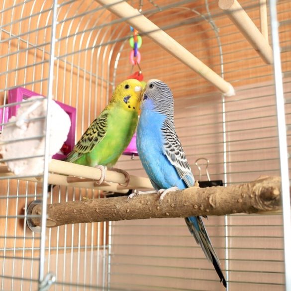 How Do Parrots Talk? - Psittacology