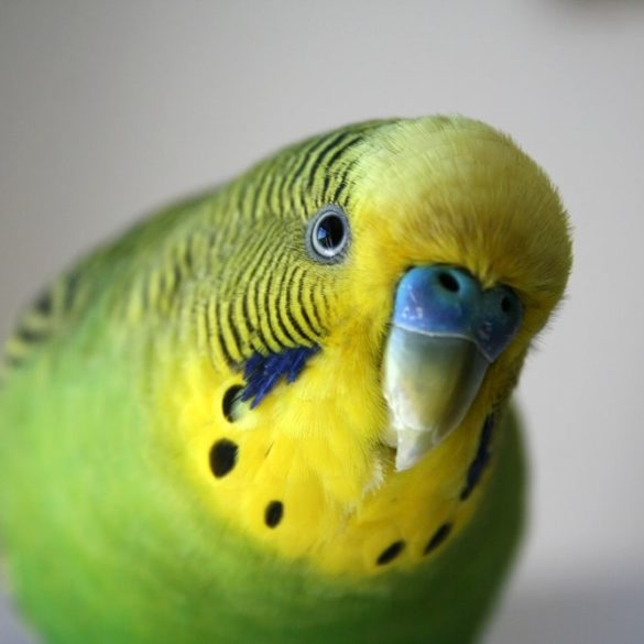 Can Parakeets Talk? All About Parakeet Talking - Psittacology