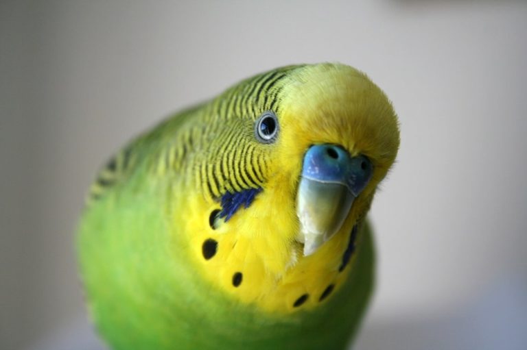 How long does a parakeet live? - Psittacology