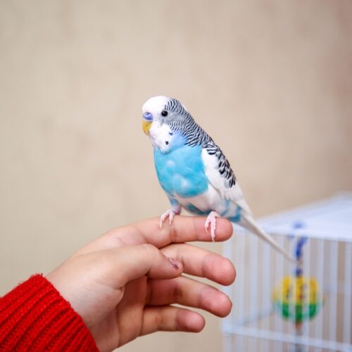 Can Parakeets Talk? All About Parakeet Talking - Psittacology