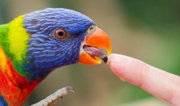 Lories & lorikeets Archives - Psittacology