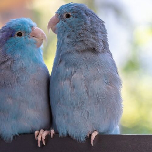 What Is The Lifespan Of A Quaker Parrot? - Psittacology