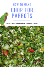How To Make Chop For Your Parrot | Fresh & Colorful! - Psittacology
