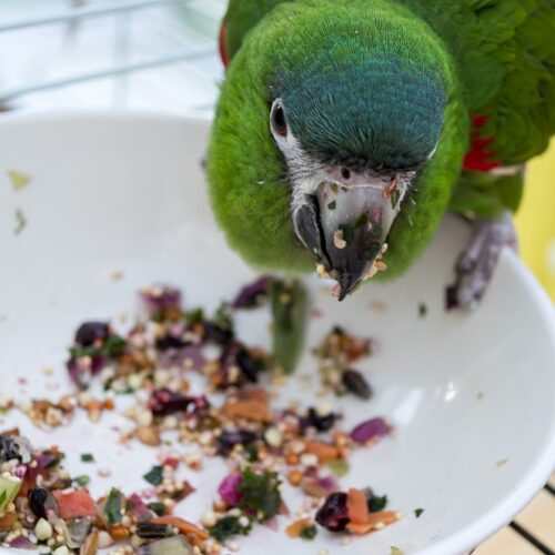 Can Parrots Eat...? 18 Fruits Safe For Parrots - Psittacology