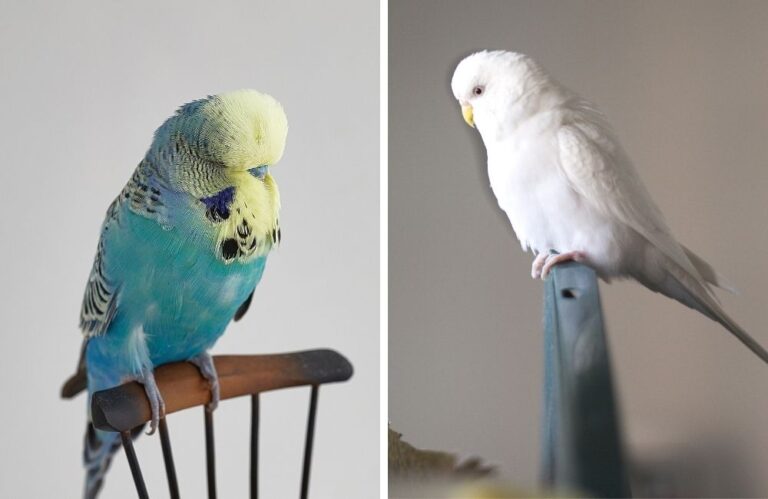 English budgie | Origins, differences & more - Psittacology