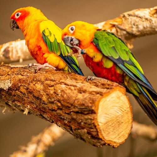 Half-Moon Conure Parrot Profile | (Orange-Fronted Conure) - Psittacology