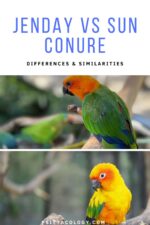 Jenday Conure vs Sun Conure | With Comparison Chart - Psittacology