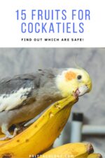 Can Cockatiels Eat...? 15 Fruits For Cockatiels - Psittacology