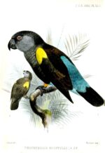 Rüppell's Parrot Profile | The "Lesser-Known" Poicephalus - Psittacology