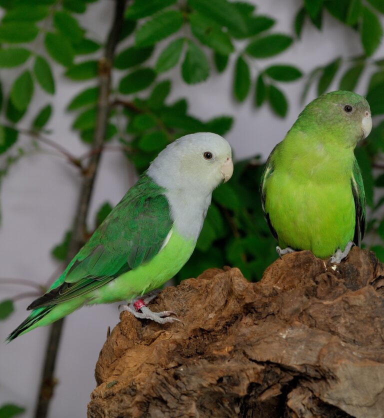 Types of Lovebirds | 9 Agapornis Species With Chart! - Psittacology