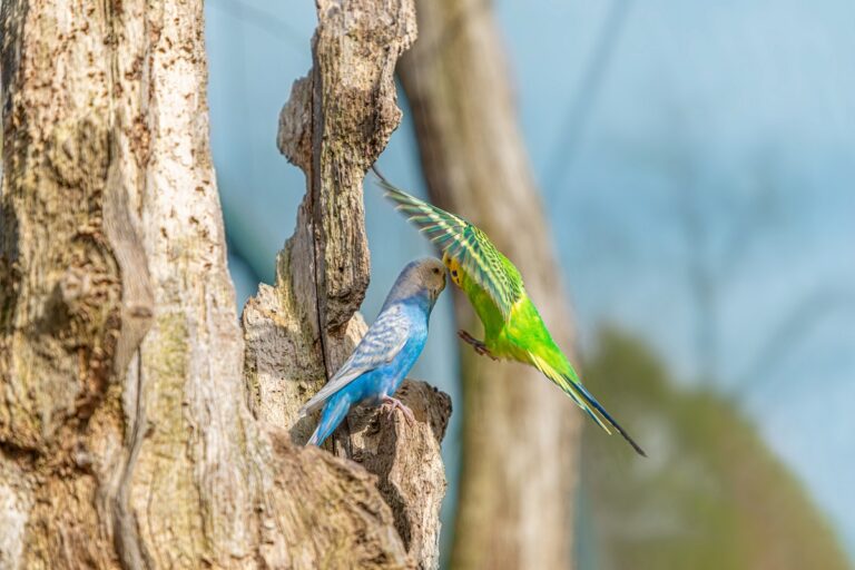 Do Parakeets Mate For Life? - Psittacology