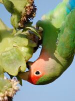 What Can Lovebirds Eat? 16 Household Foods For Your Bird - Psittacology