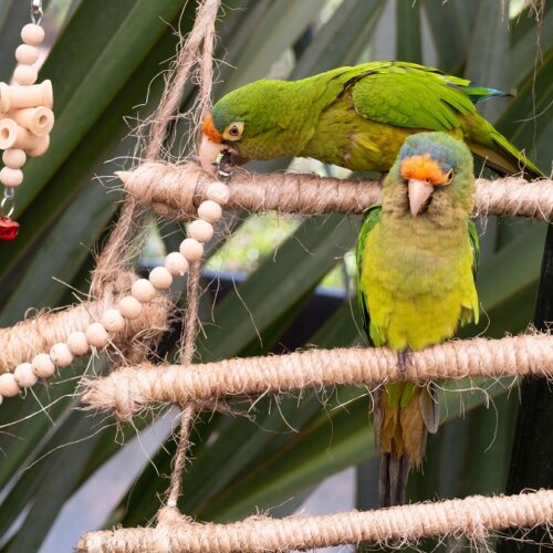 Green Cheek Conure Lifespan | How Long Do Green Cheek Conures Live ...