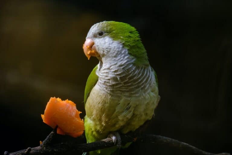 Comida para loros | Todo sobre su alimentación y dieta - Psittacology