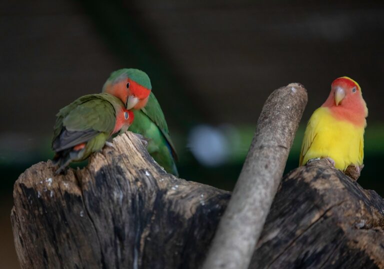 Types of Lovebirds | 9 Agapornis Species With Chart! - Psittacology