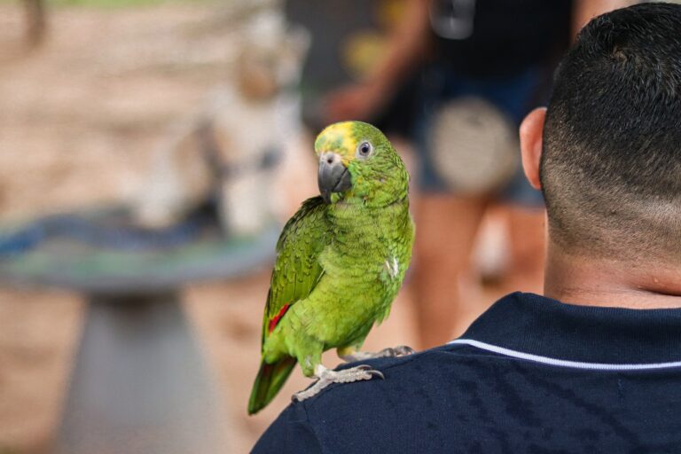 Psittacology - Your guide to domestic parrots