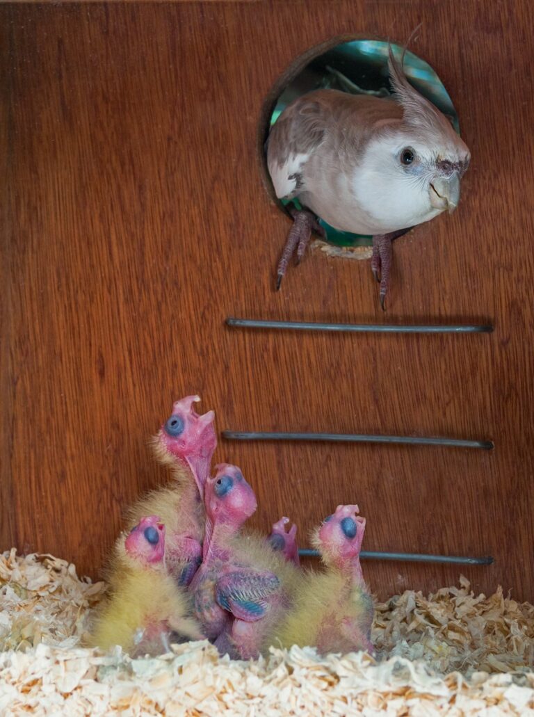 Cockatiel Laying Eggs | What To Do? - Psittacology