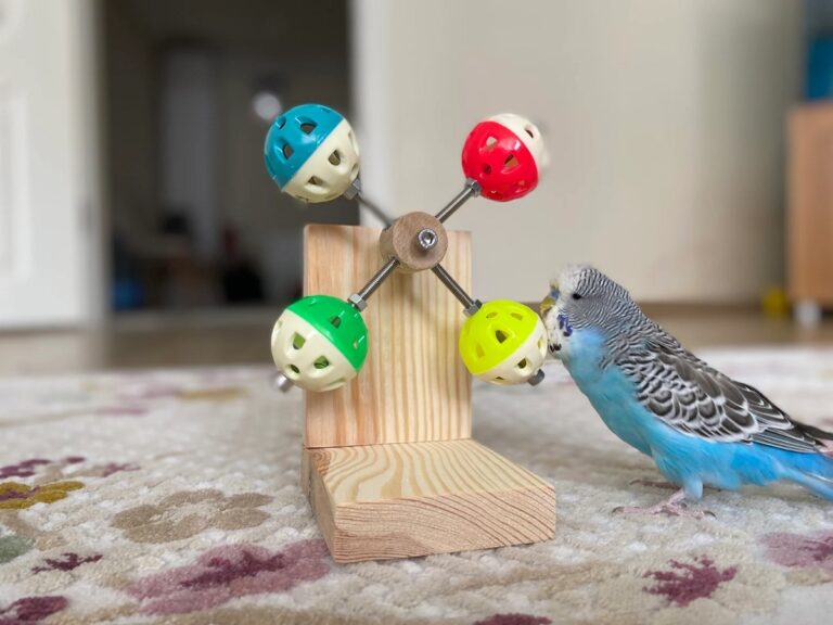 6 Budgie Toys Your Parakeet Will Love To Play With - Psittacology