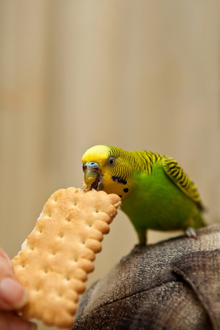 What Can Budgies Eat? 19 Budgie Snacks Already In Your Pantry ...