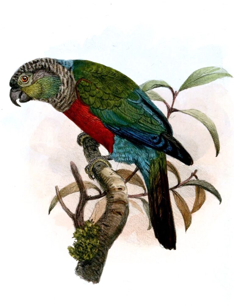 Pyrrhura perlata | Cuidados del Perico Perla - Psittacology