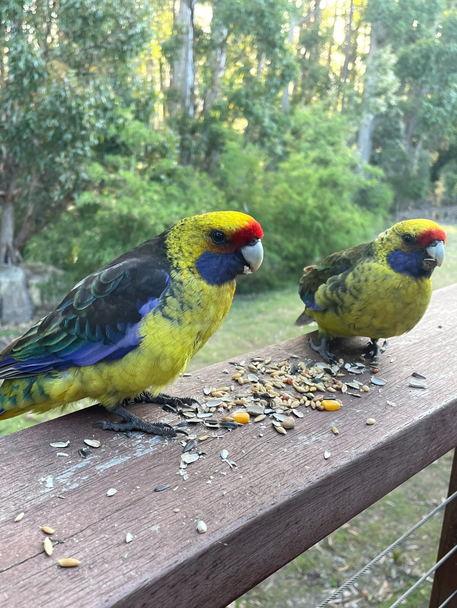 6 Types of Rosellas (With Chart!) | Colorful Australian Parrots ...