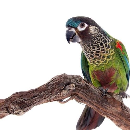 Types Of Conures | With Pictures! - Psittacology