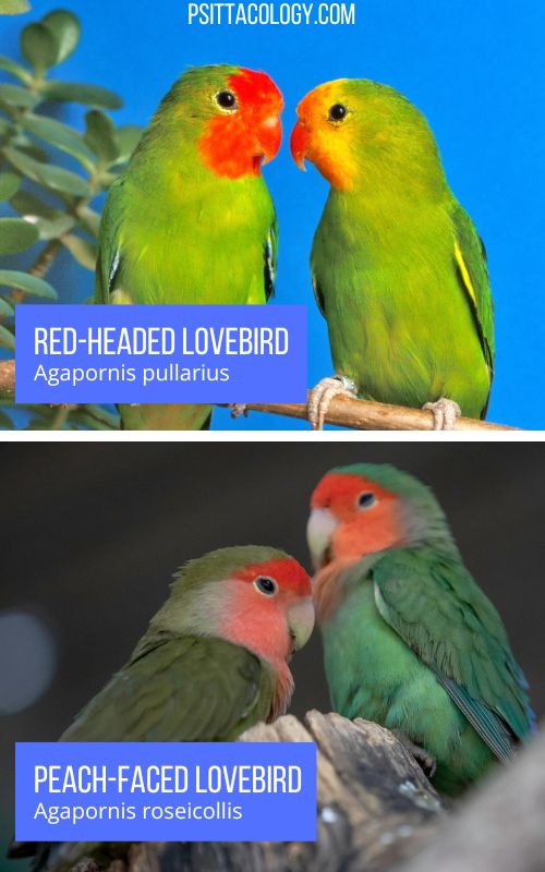 Red-Headed Lovebird Parrot Profile | The "Lesser-Known" Lovebird ...