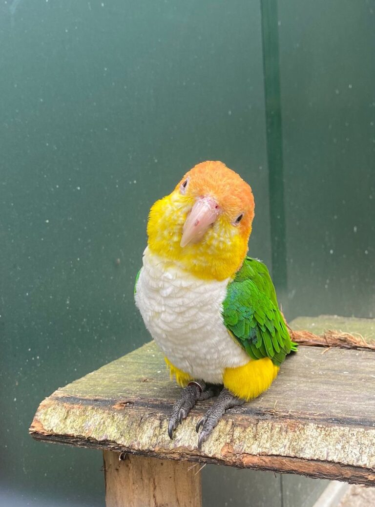 White-Bellied Caique Care & Info | The Clowns Of The Parrot World ...