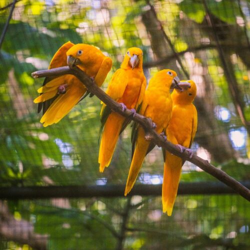 Half-Moon Conure Parrot Profile | (Orange-Fronted Conure) - Psittacology