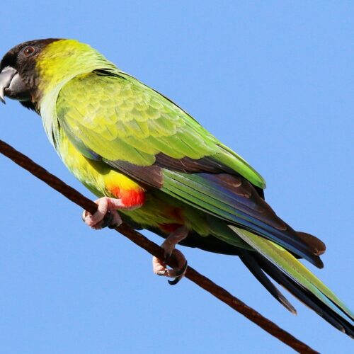 What Do Parakeets Eat Full Parakeet Diet Guide Psittacology
