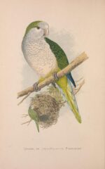 Quaker Parrot Profile | Monk Parakeet Care & Facts - Psittacology