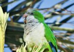 Psittacology - Your guide to domestic parrots